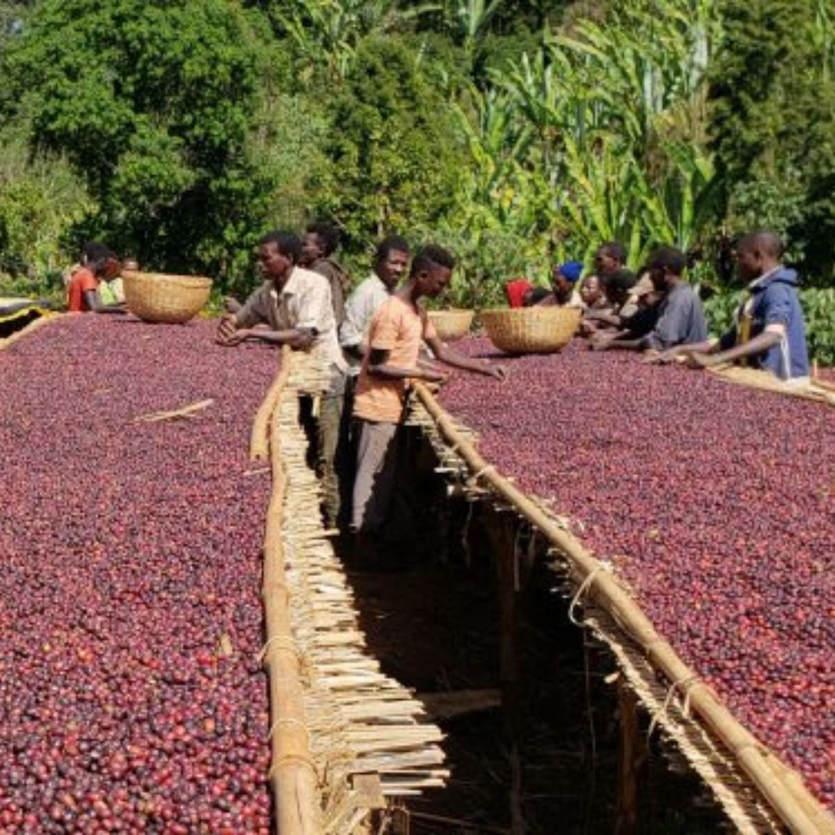 Abyssinian Flower – Maps Coffee & Chocolate